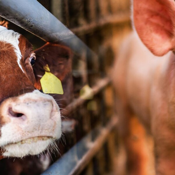 Homepage | Filiera Carni FVG